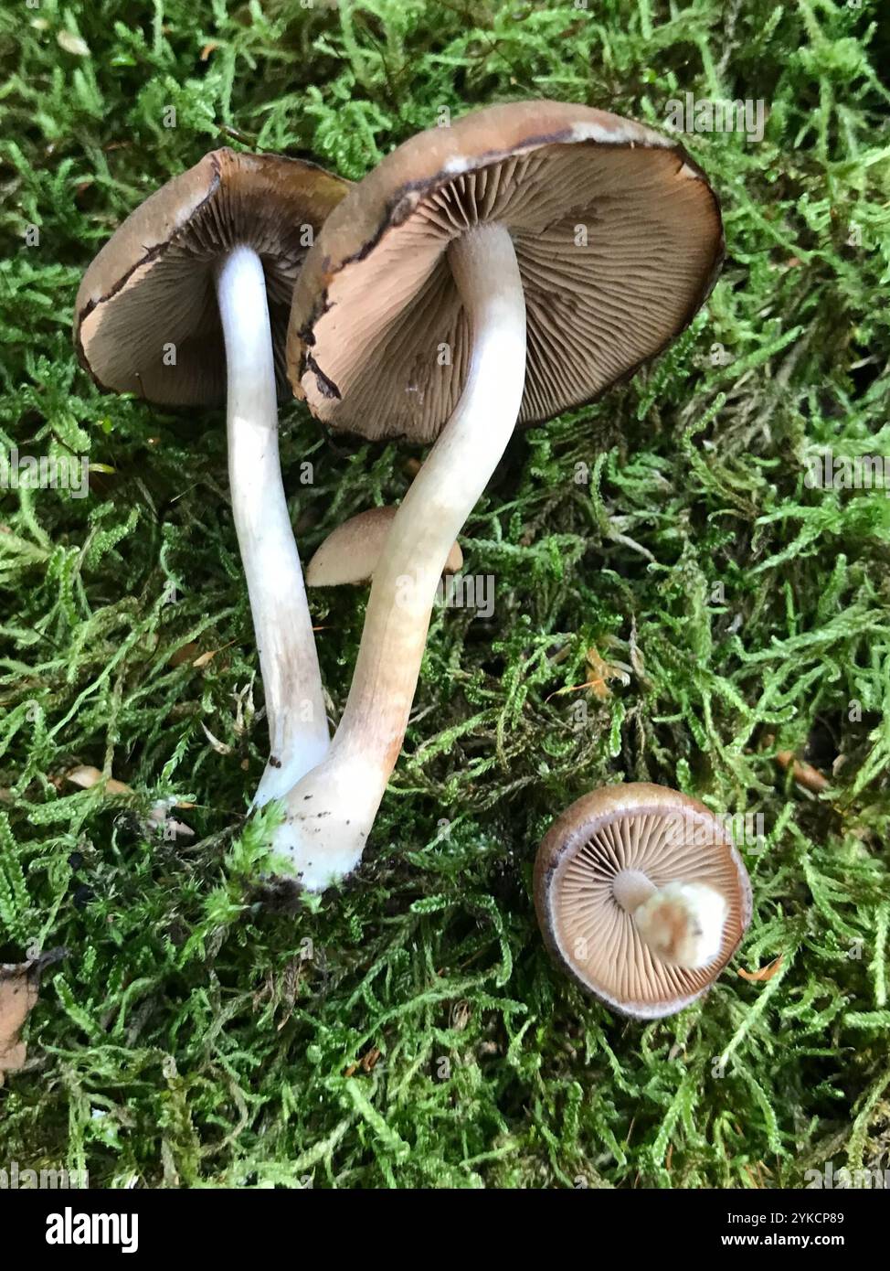 Common Stump Brittlestem (Psathyrella piluliformis Stock Photo - Alamy