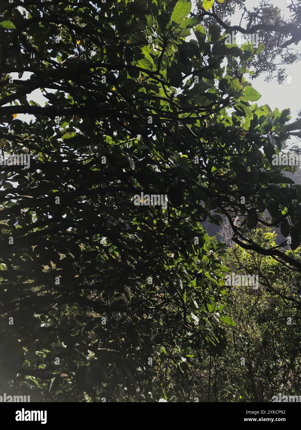 Meryta hi-res stock photography and images - Alamy