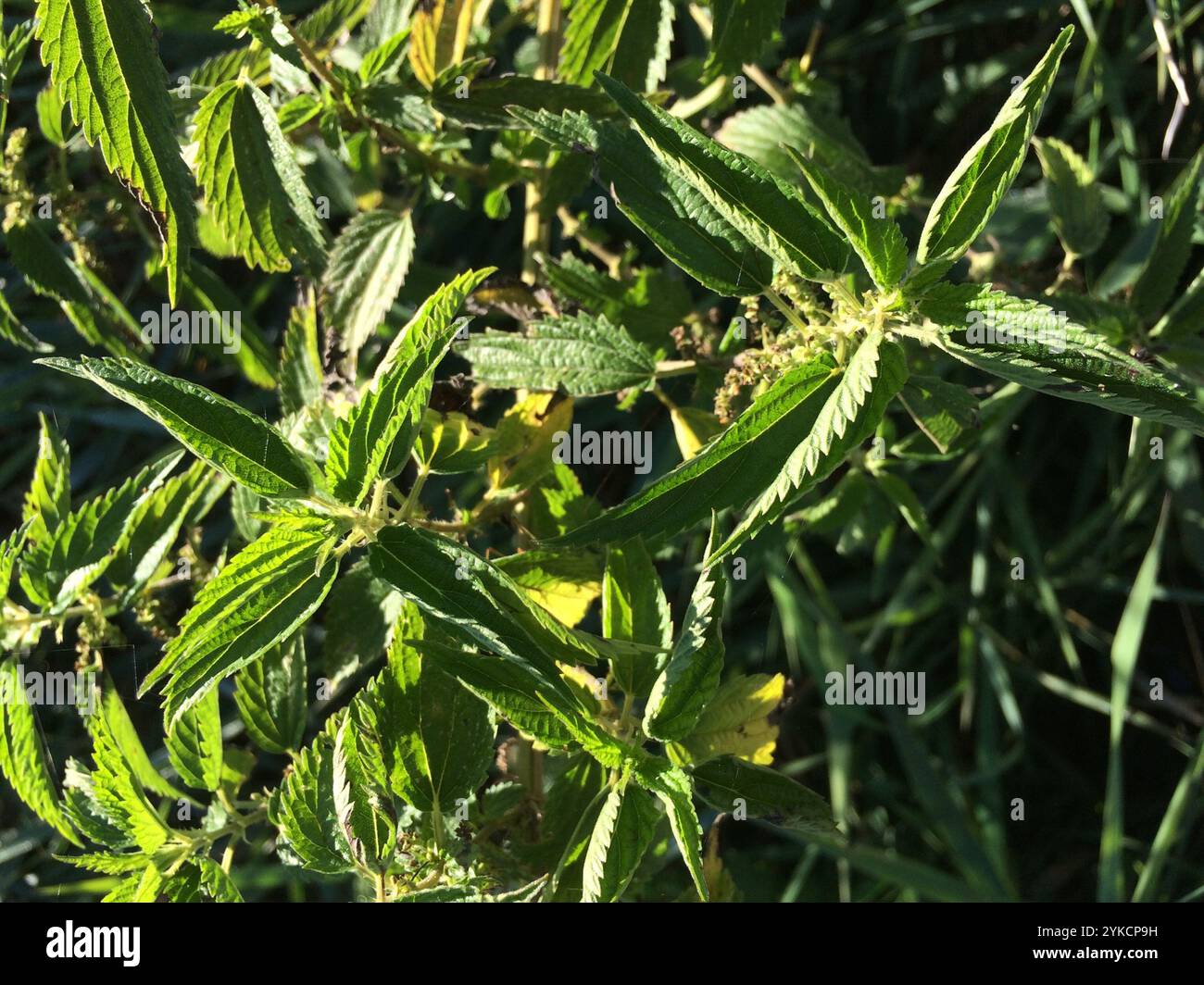 American stinging nettle (Urtica gracilis gracilis Stock Photo - Alamy