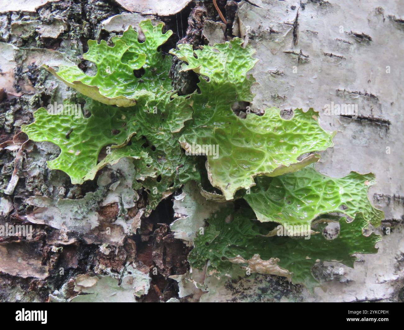 Tree Lungwort (Lobaria pulmonaria Stock Photo - Alamy