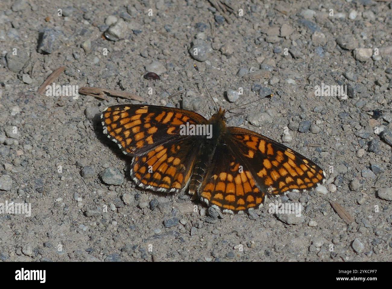 Patches and Allies (Chlosyne Stock Photo - Alamy