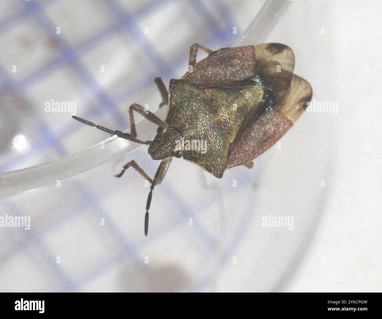 Black-shouldered Shieldbug (Carpocoris purpureipennis Stock Photo - Alamy