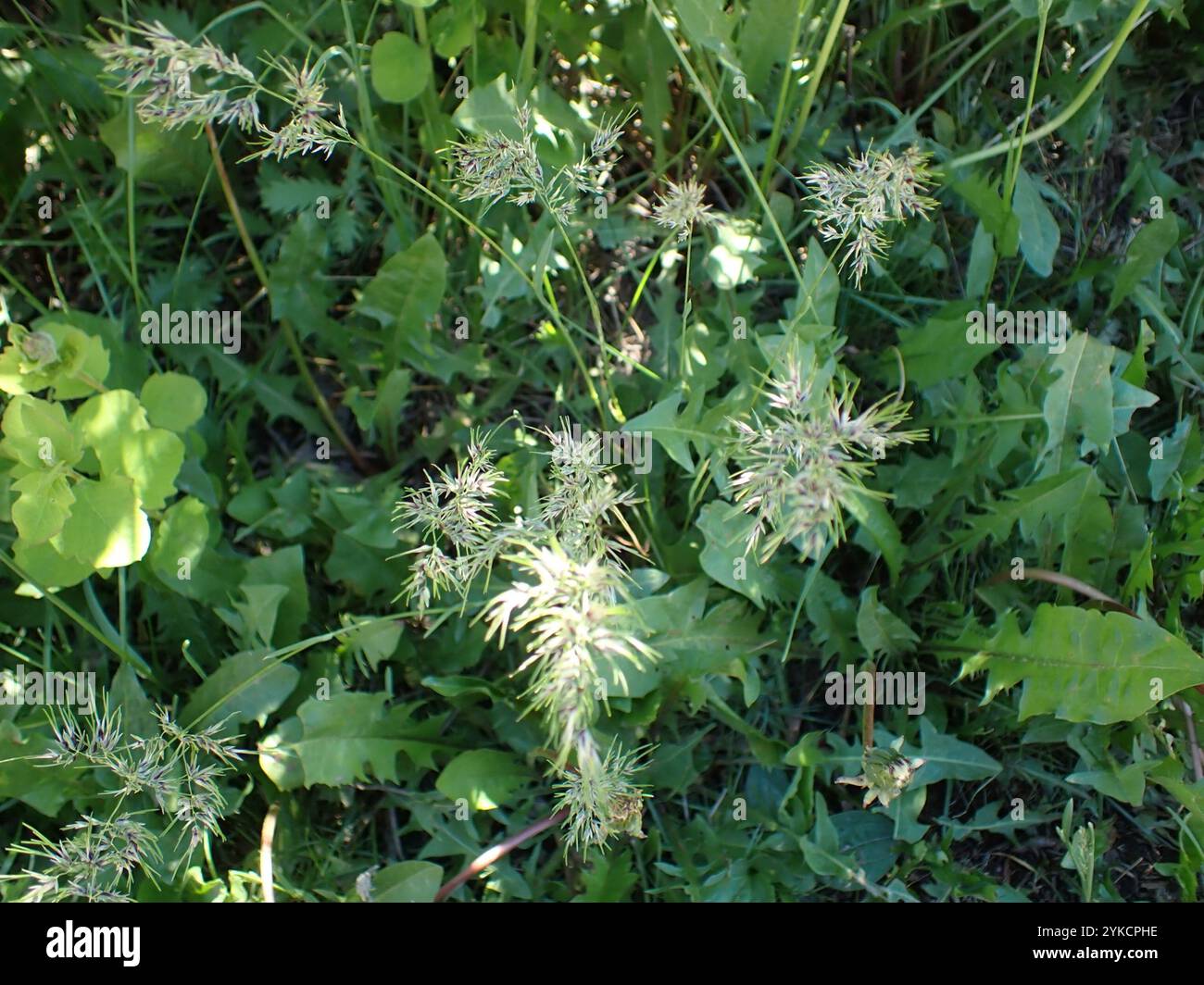 Bulbous Bluegrass (Poa bulbosa Stock Photo - Alamy