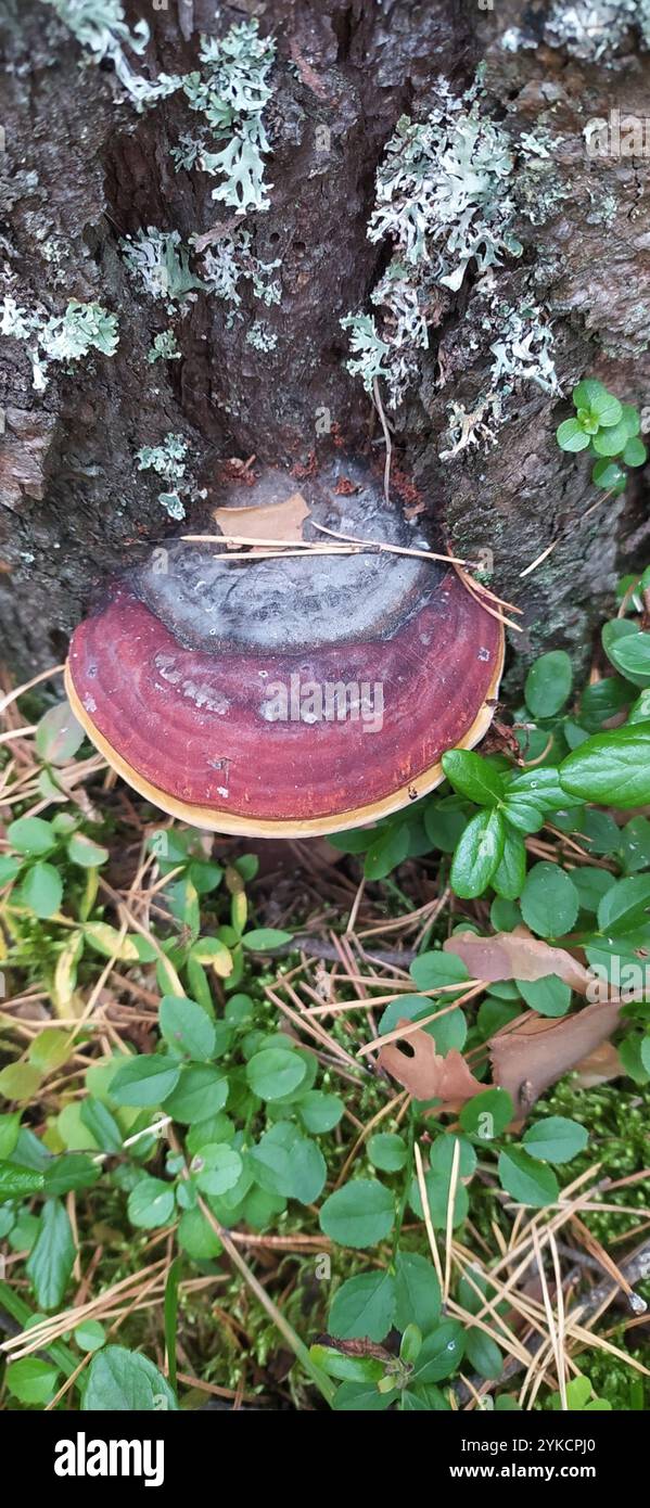 Red-banded Polypore (Fomitopsis pinicola Stock Photo - Alamy