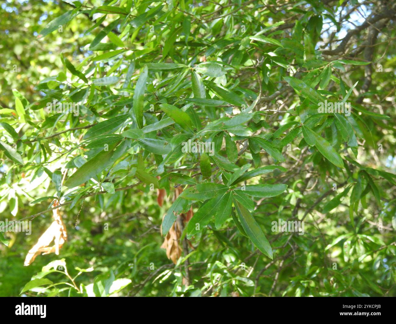 willow oak (Quercus phellos Stock Photo - Alamy