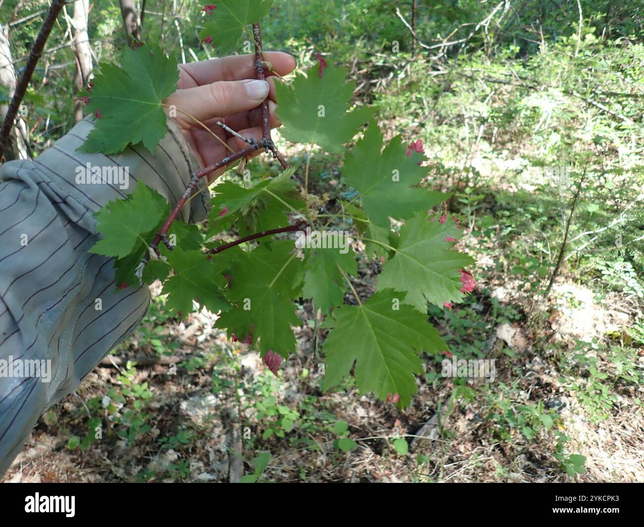 Rocky Mountain Maple Felt Mite (Aceria calaceris Stock Photo - Alamy