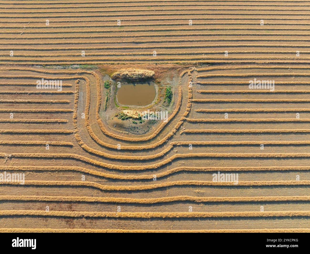 Aerial view of harvester patterns around a farm dam in a grain crop at ...