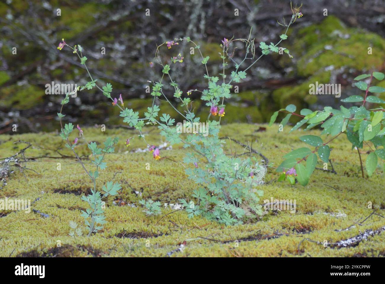 Capnoides sempervirens hi-res stock photography and images - Alamy