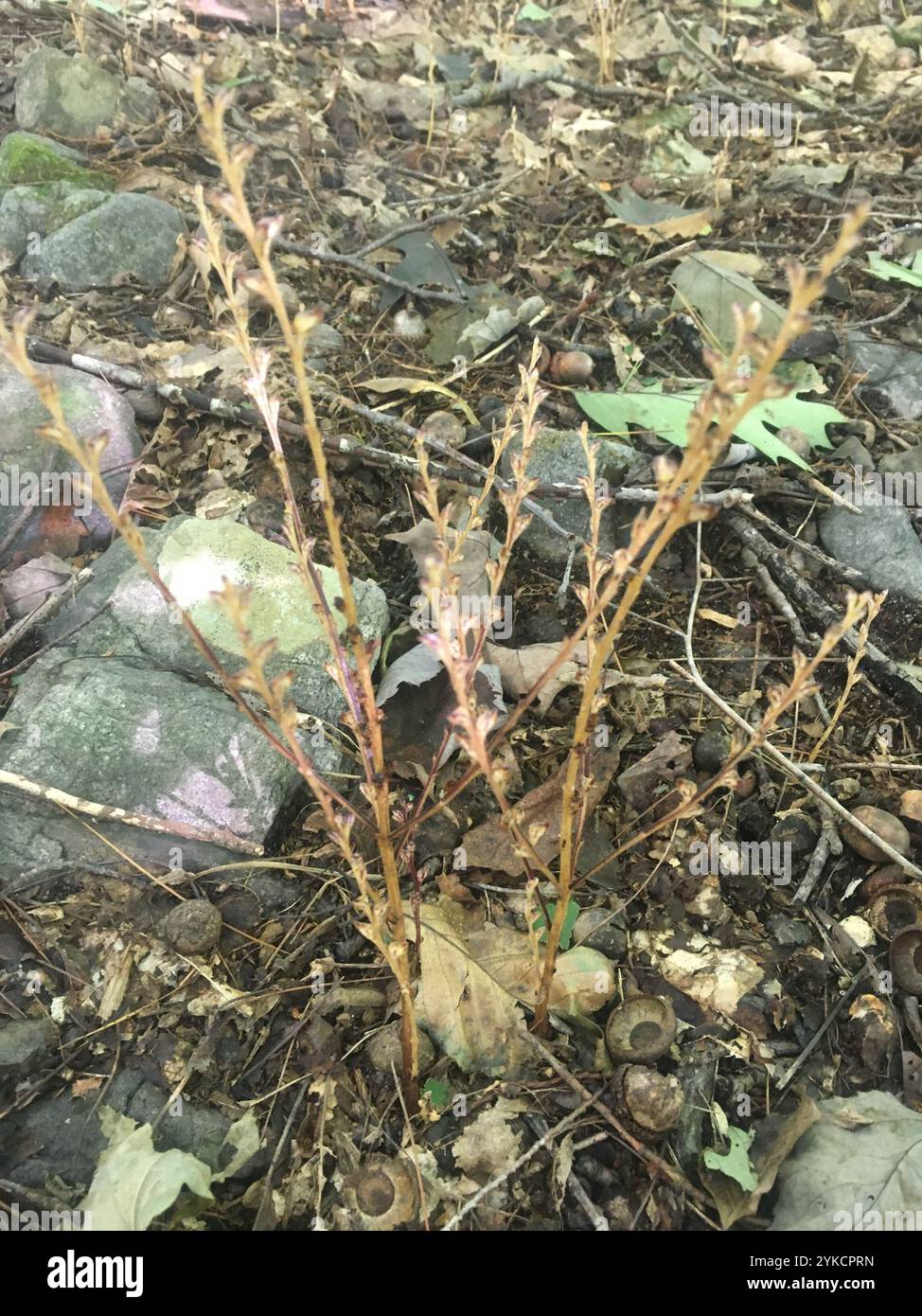 Beechdrops (Epifagus virginiana Stock Photo - Alamy