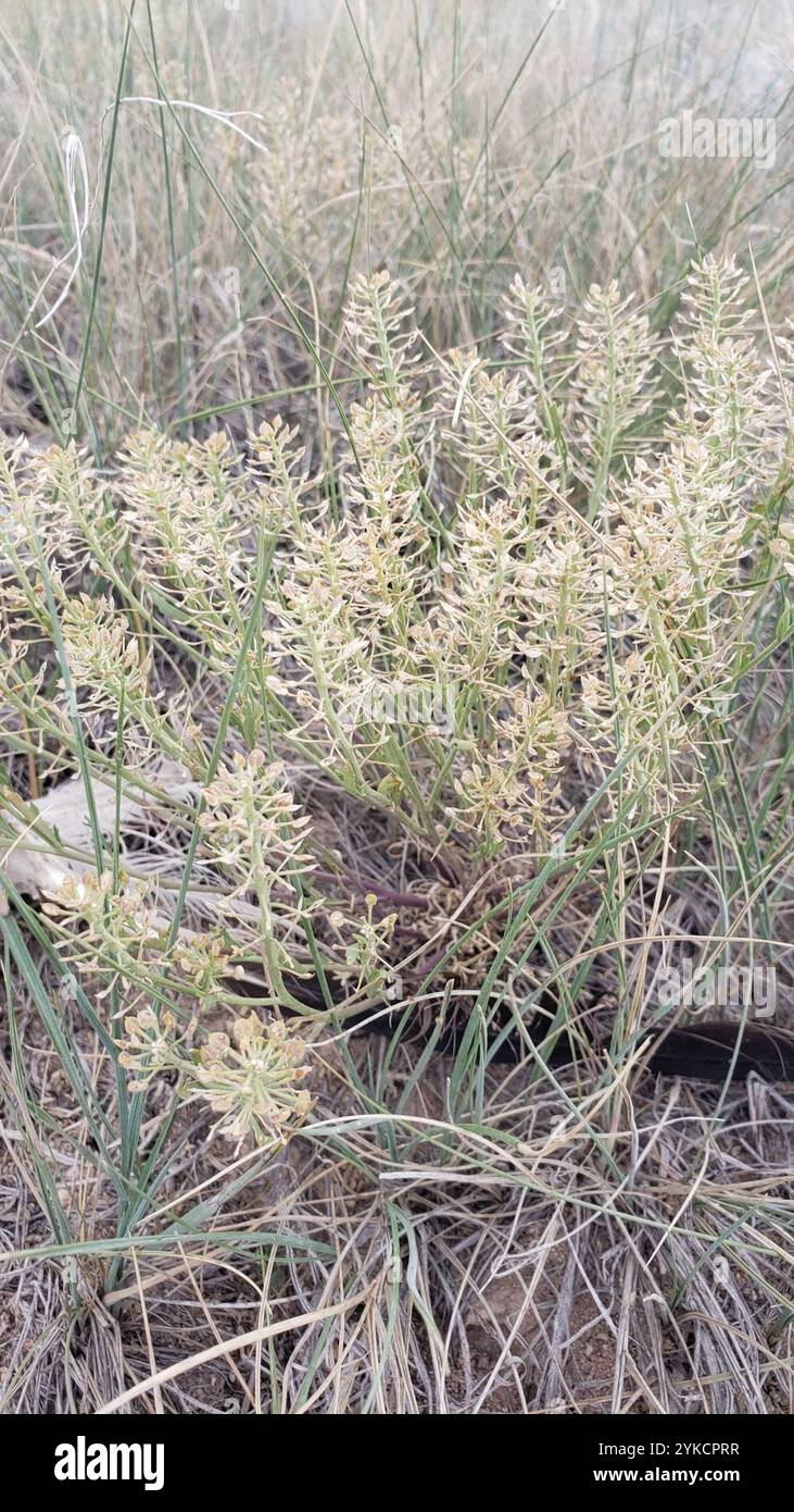 Mountain Pepperweed (Lepidium montanum Stock Photo - Alamy