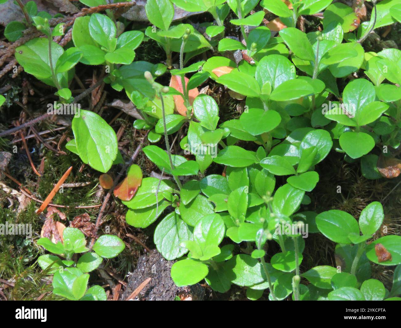 Twinflower (Linnaea borealis Stock Photo - Alamy