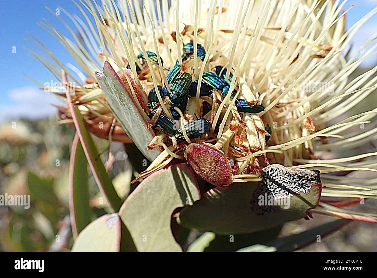 Groovewing Flower Beetles (Melyris Stock Photo - Alamy
