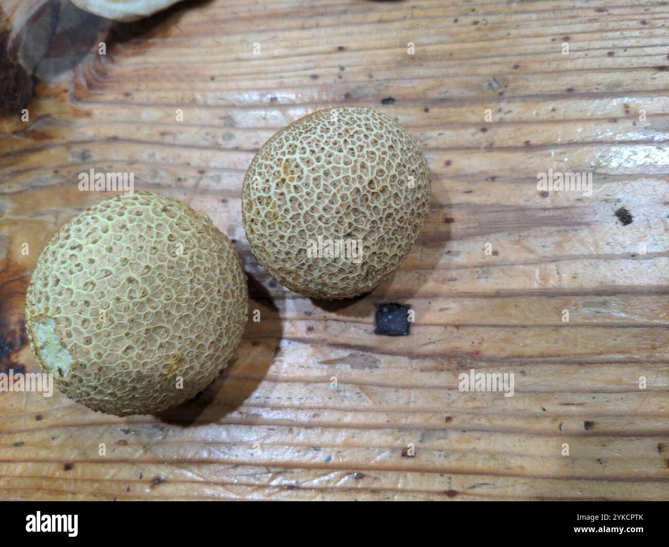 common earthball (Scleroderma citrinum Stock Photo - Alamy