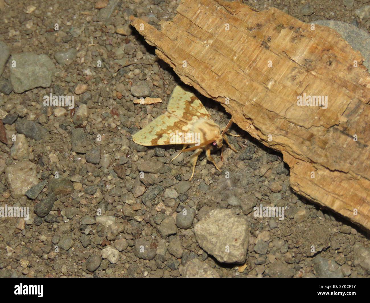 Spotted Tussock Moth (Lophocampa maculata Stock Photo - Alamy