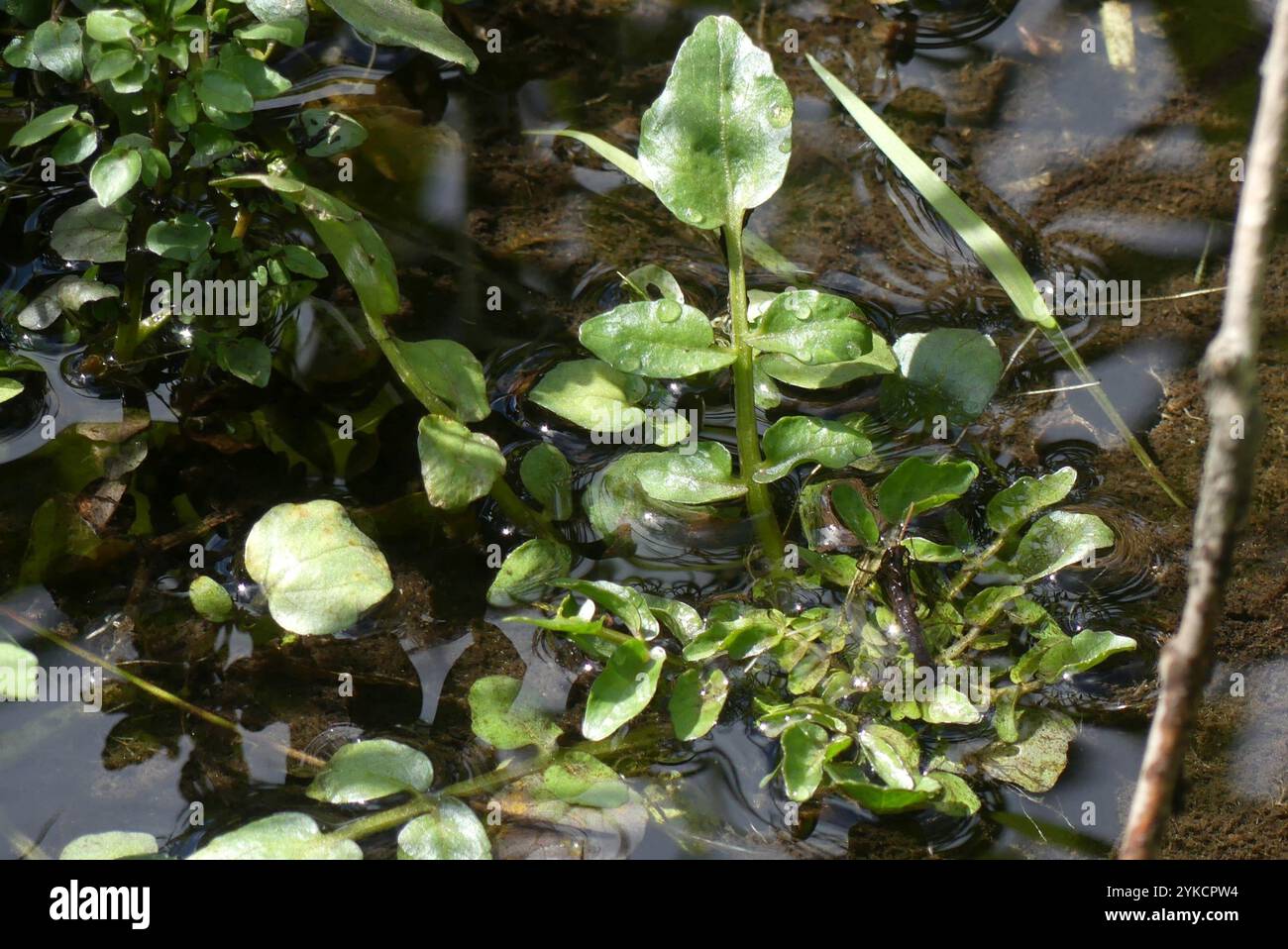watercress (Nasturtium officinale Stock Photo - Alamy