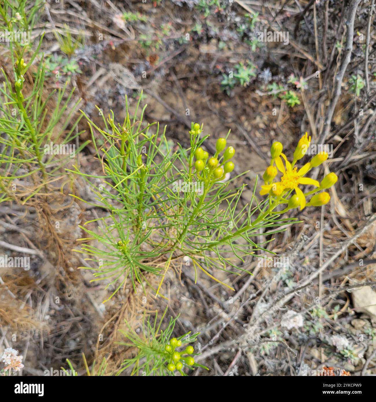 Flaccidus hi-res stock photography and images - Alamy