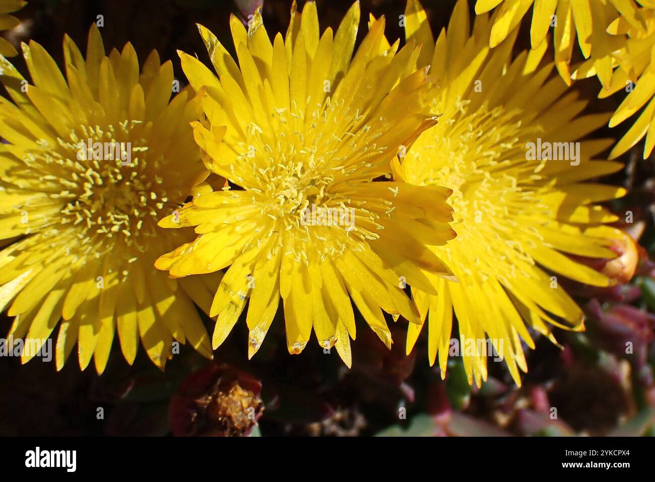 Lampranthus glaucus hi-res stock photography and images - Alamy