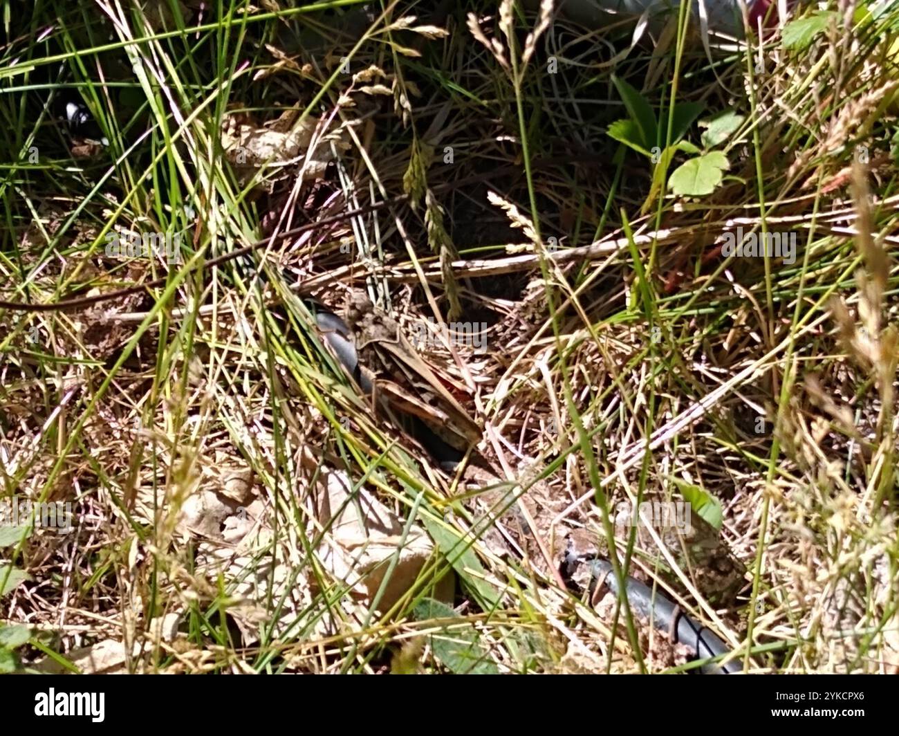Coral-winged Grasshopper (Pardalophora apiculata Stock Photo - Alamy