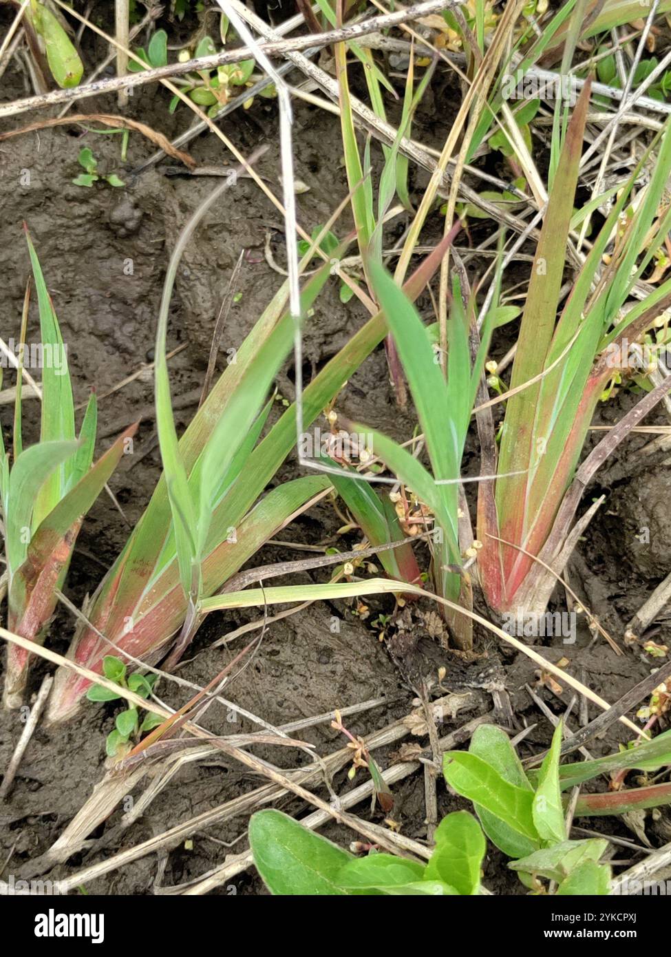 irisleaf rush (Juncus xiphioides Stock Photo - Alamy
