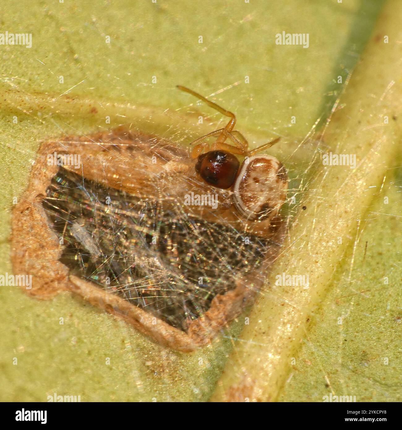 Beetle crab spiders (Mystaria Stock Photo - Alamy