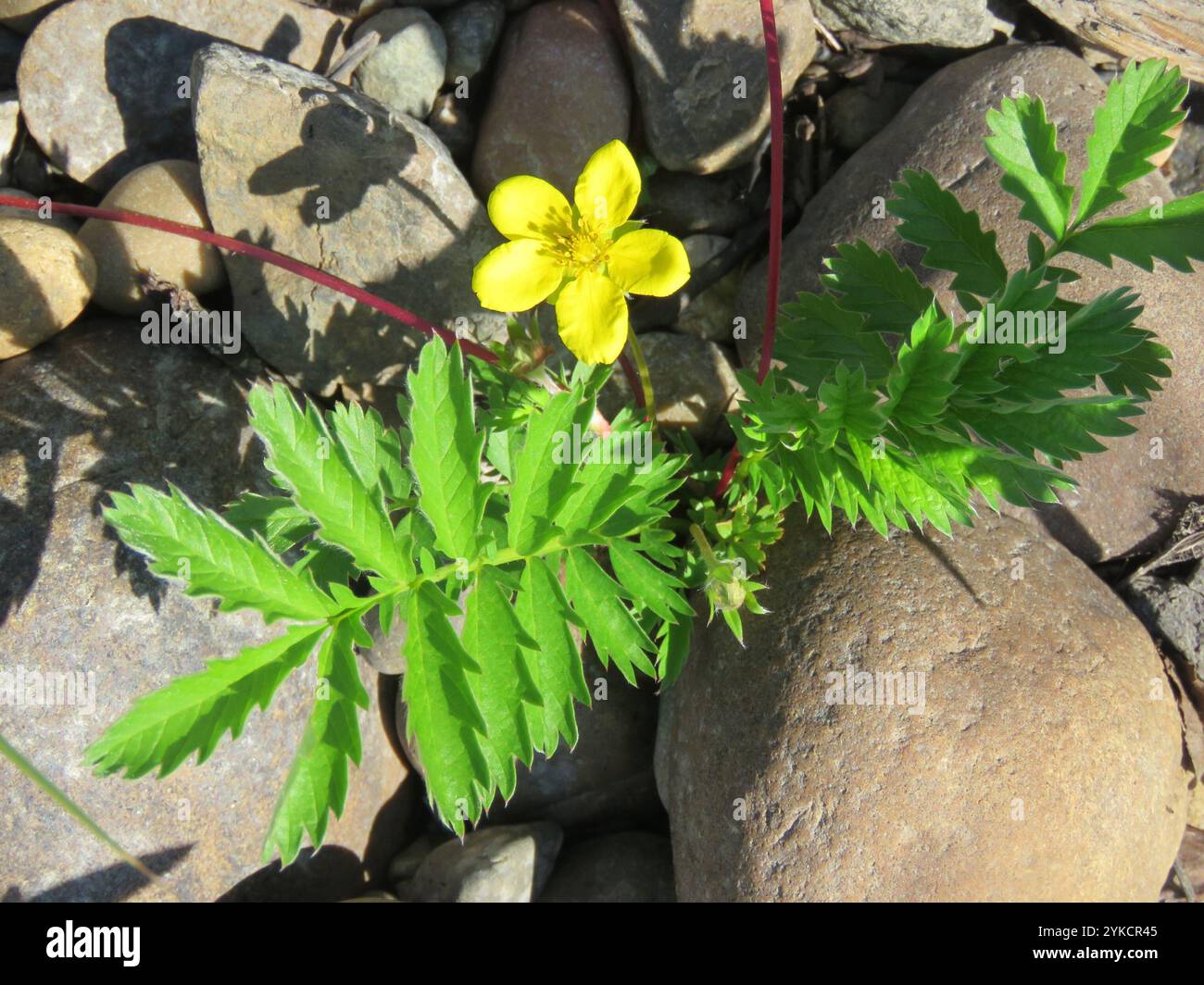common silverweed (Argentina anserina Stock Photo - Alamy