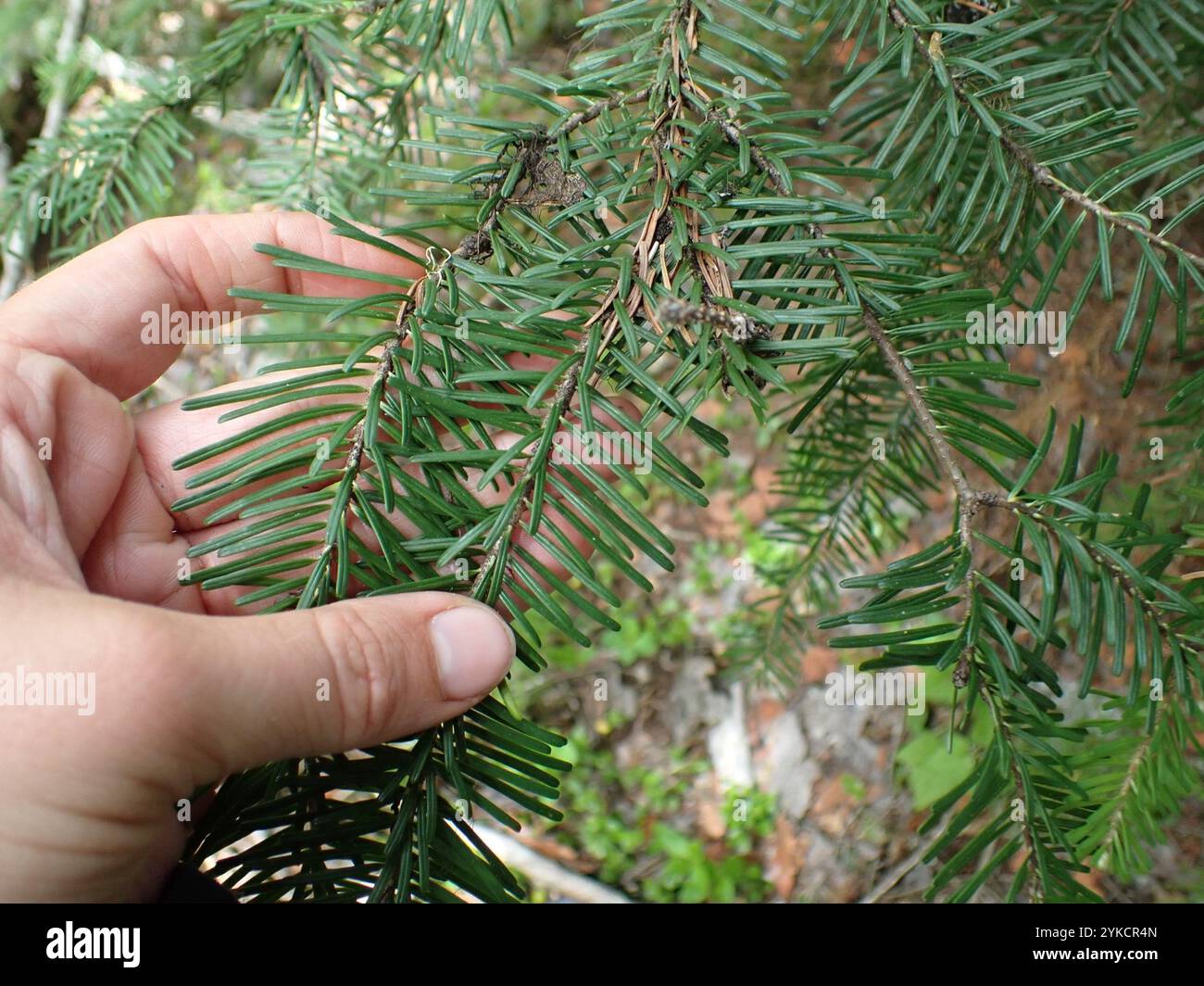 Pacific silver fir (Abies amabilis Stock Photo - Alamy
