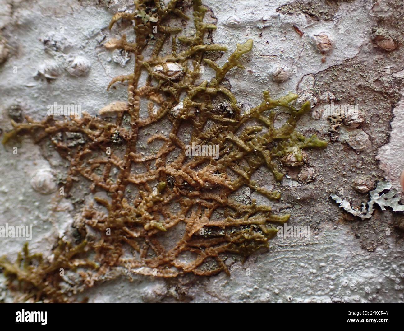 Leafy liverworts hi-res stock photography and images - Alamy