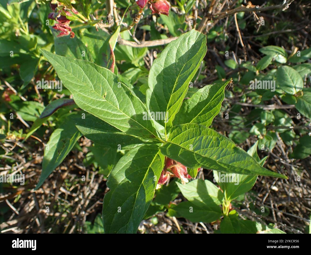 twinberry honeysuckle (Lonicera involucrata Stock Photo - Alamy