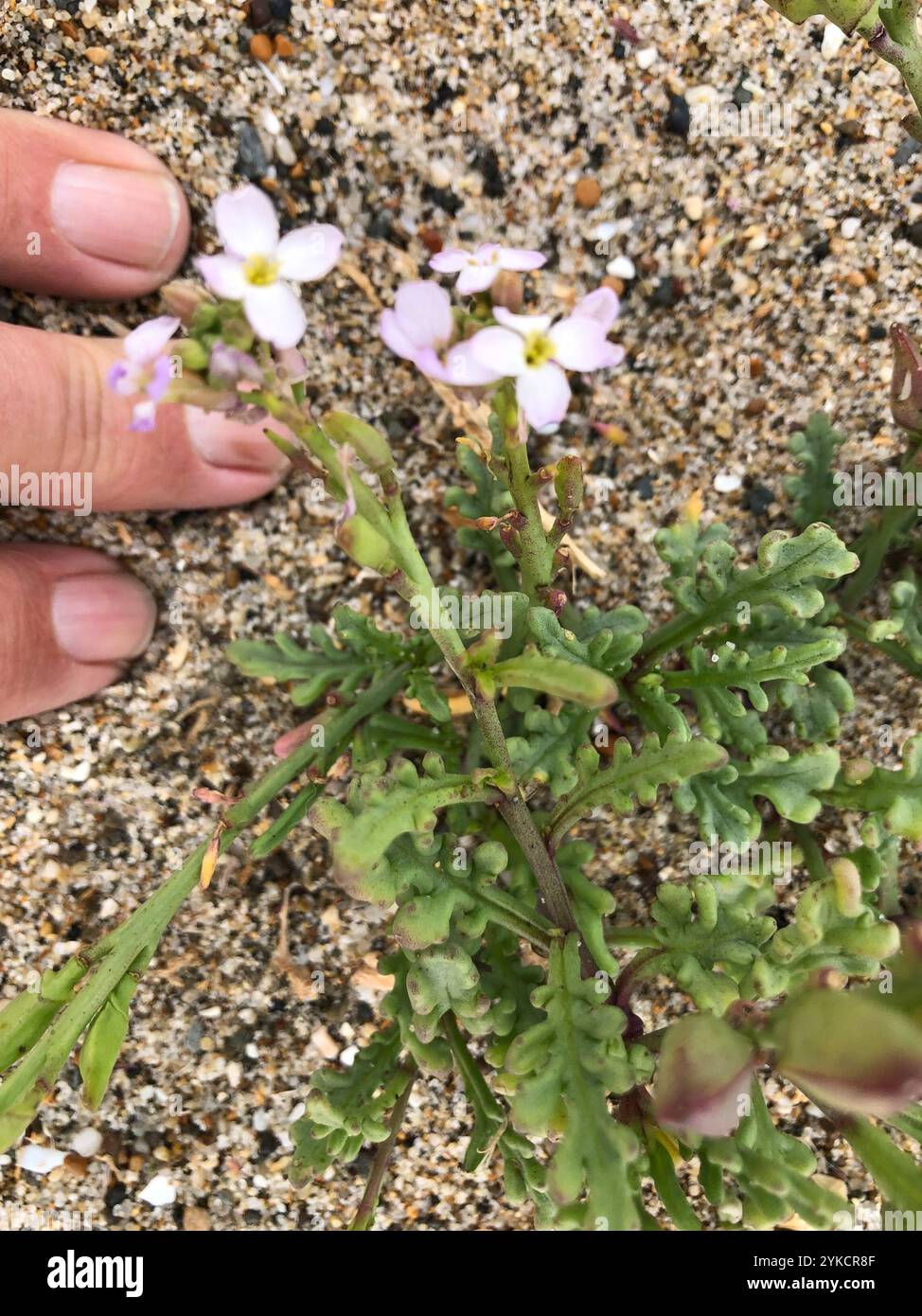 European Searocket (Cakile maritima Stock Photo - Alamy