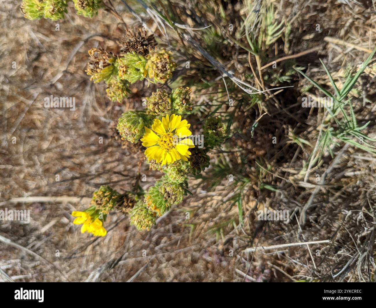 Coastal Tarweed (Deinandra corymbosa Stock Photo - Alamy
