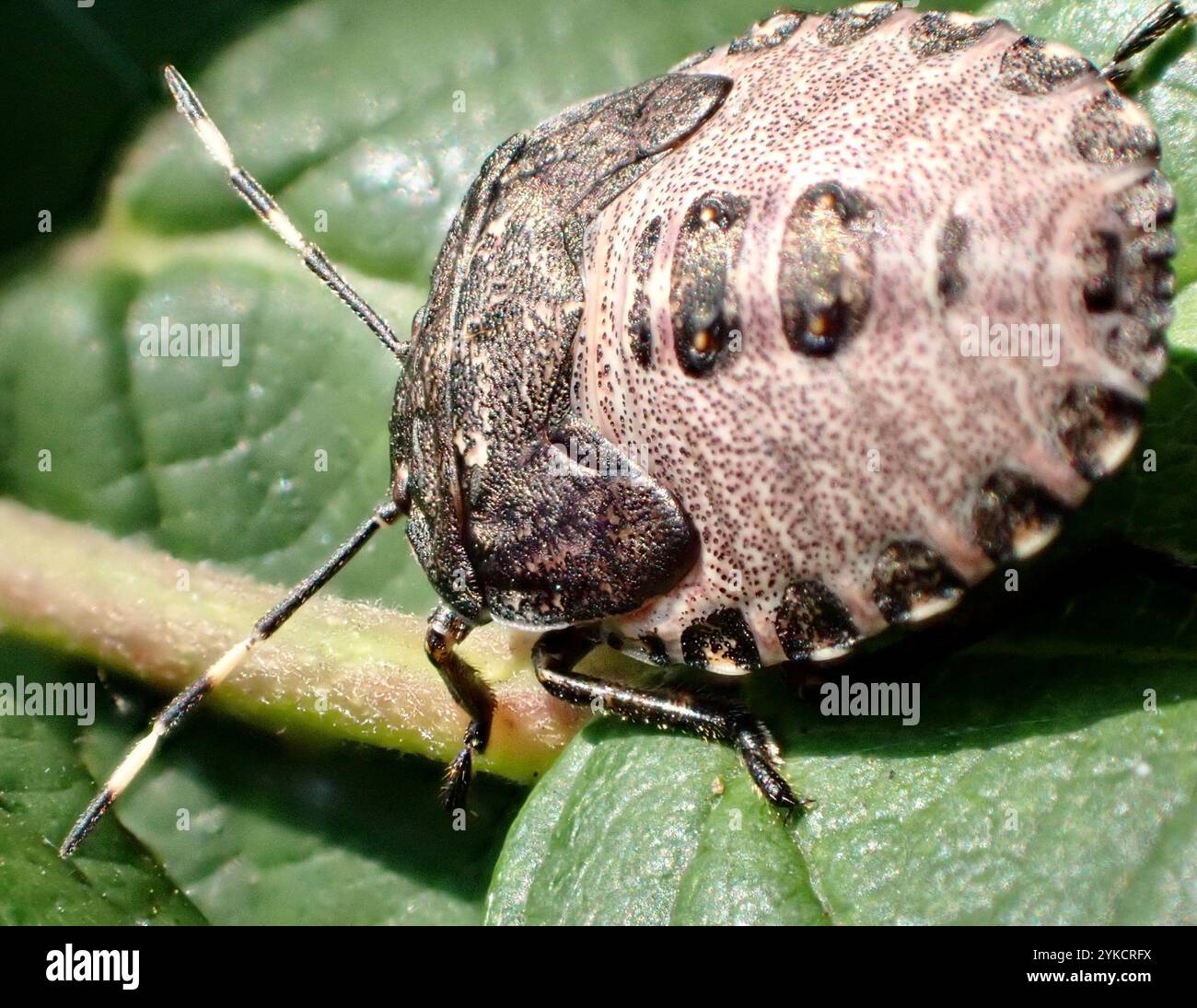 Mottled Stink Bug (Rhaphigaster nebulosa Stock Photo - Alamy