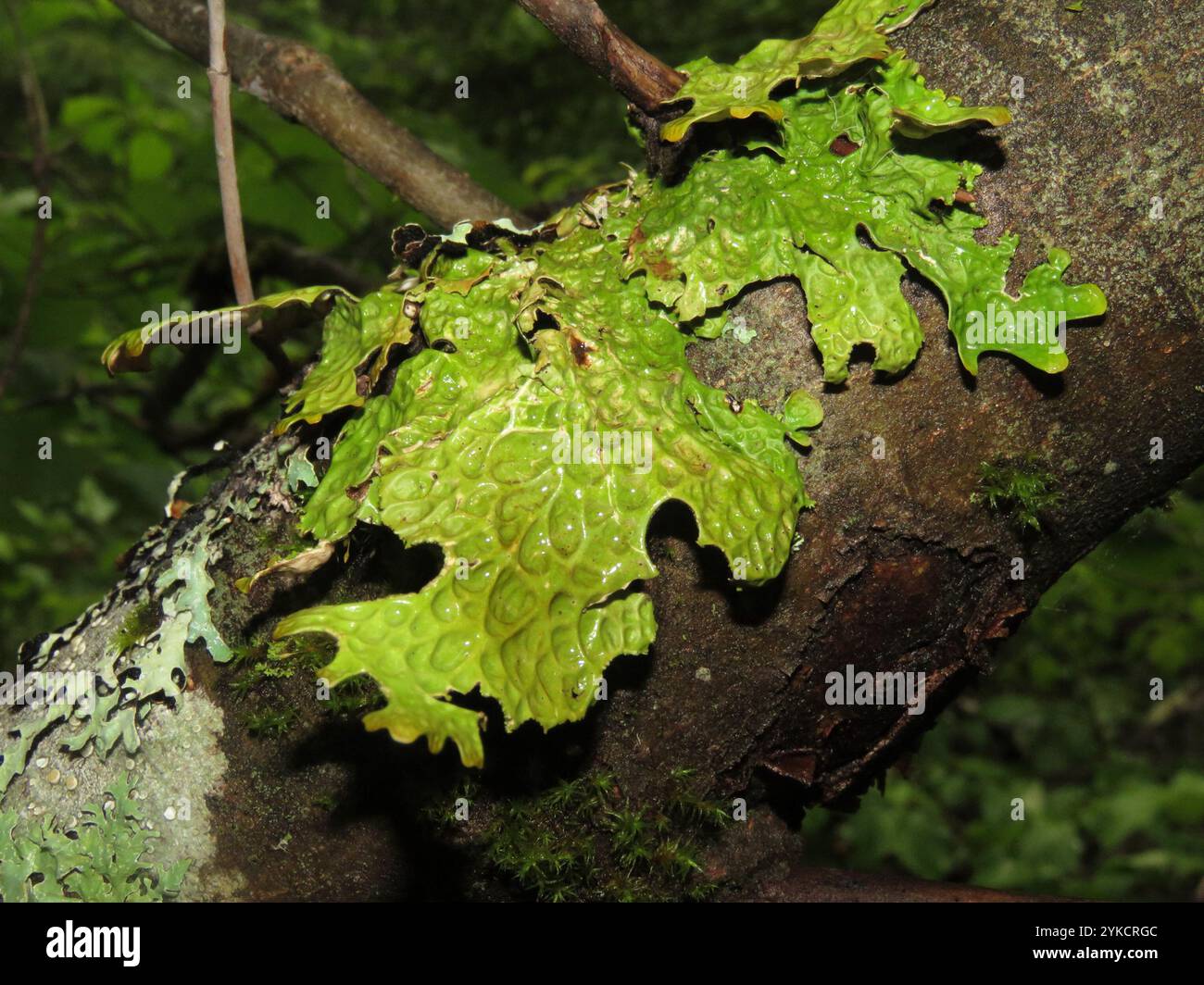 Tree Lungwort (Lobaria pulmonaria Stock Photo - Alamy