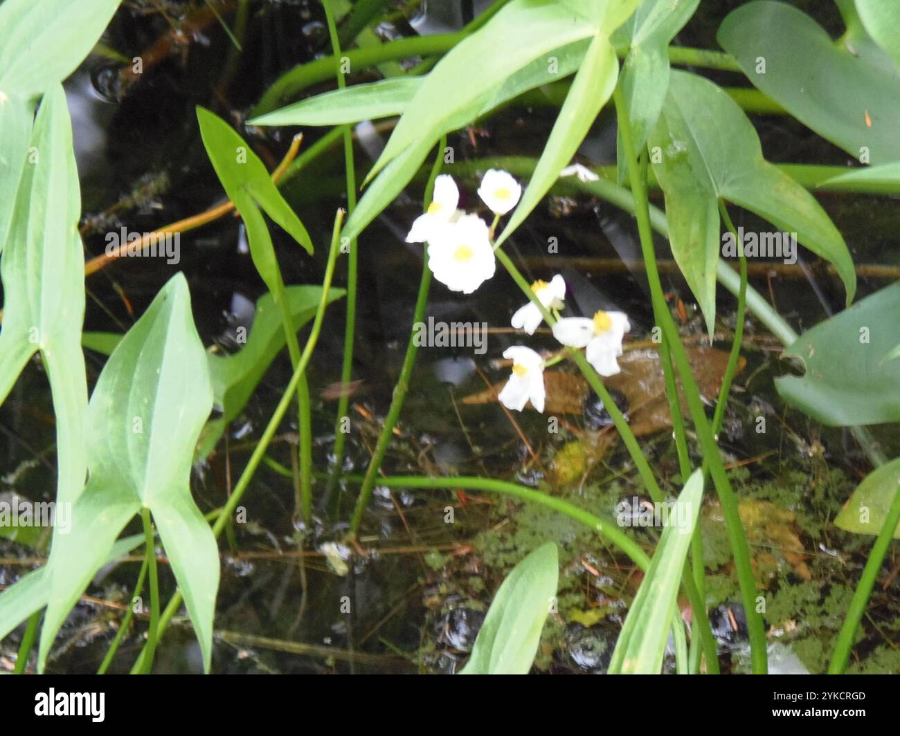 broadleaf arrowhead (Sagittaria latifolia Stock Photo - Alamy