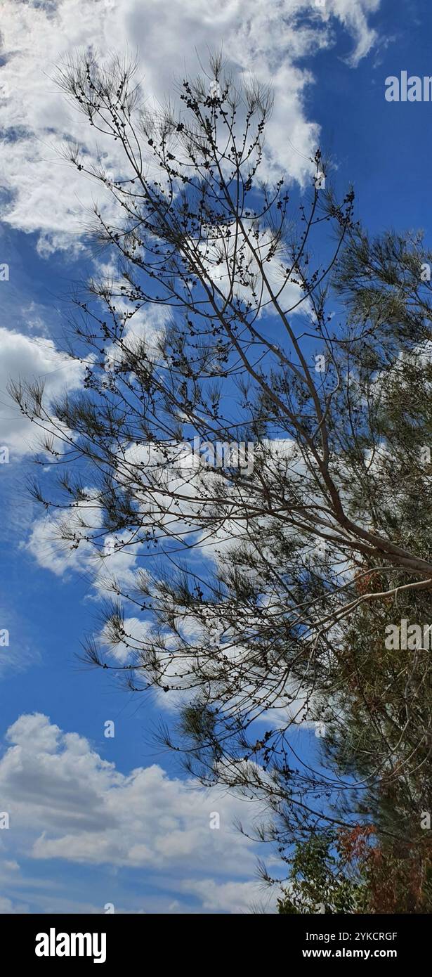 Swamp sheoak (Casuarina glauca Stock Photo - Alamy