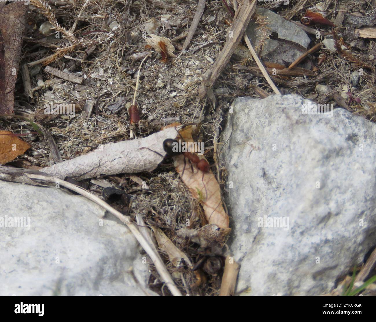 integra-group Field and Mound Ants (Formica integra Stock Photo - Alamy