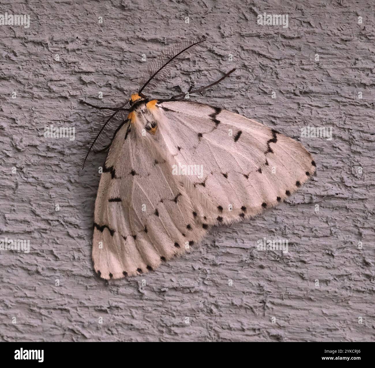 Chain-dotted Geometer (Cingilia catenaria Stock Photo - Alamy
