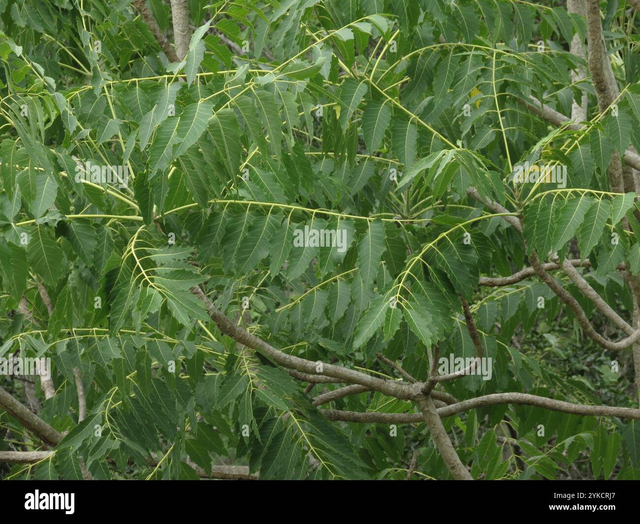 ardusi (Ailanthus excelsa Stock Photo - Alamy