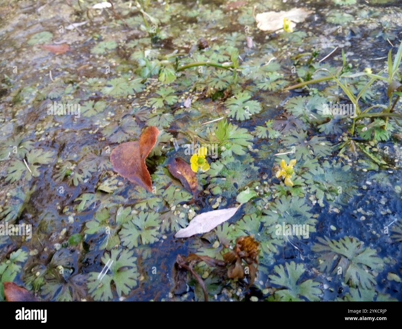 Small Yellow Water-crowfoot (Ranunculus gmelinii Stock Photo - Alamy