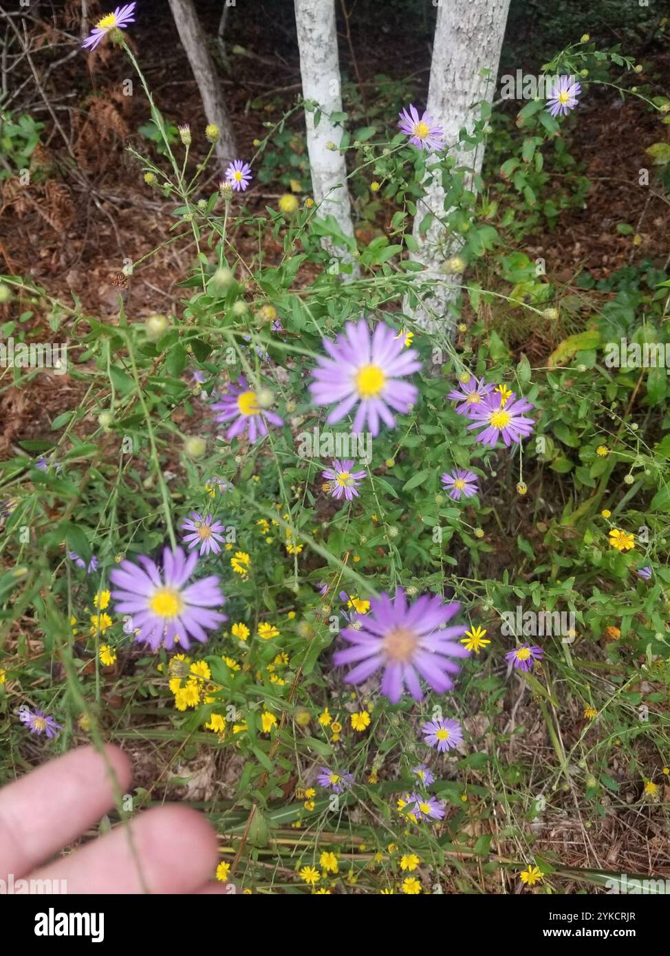 late purple aster (Symphyotrichum patens Stock Photo - Alamy