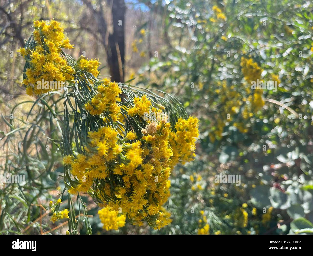 western goldenrod (Euthamia occidentalis Stock Photo - Alamy