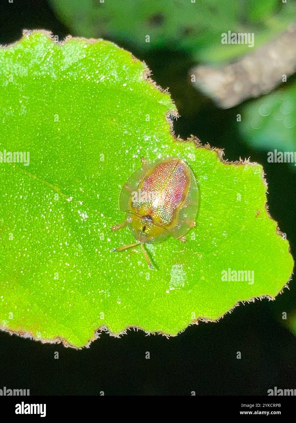 Geiger Tortoise Beetle (Eurypepla calochroma floridensis Stock Photo ...
