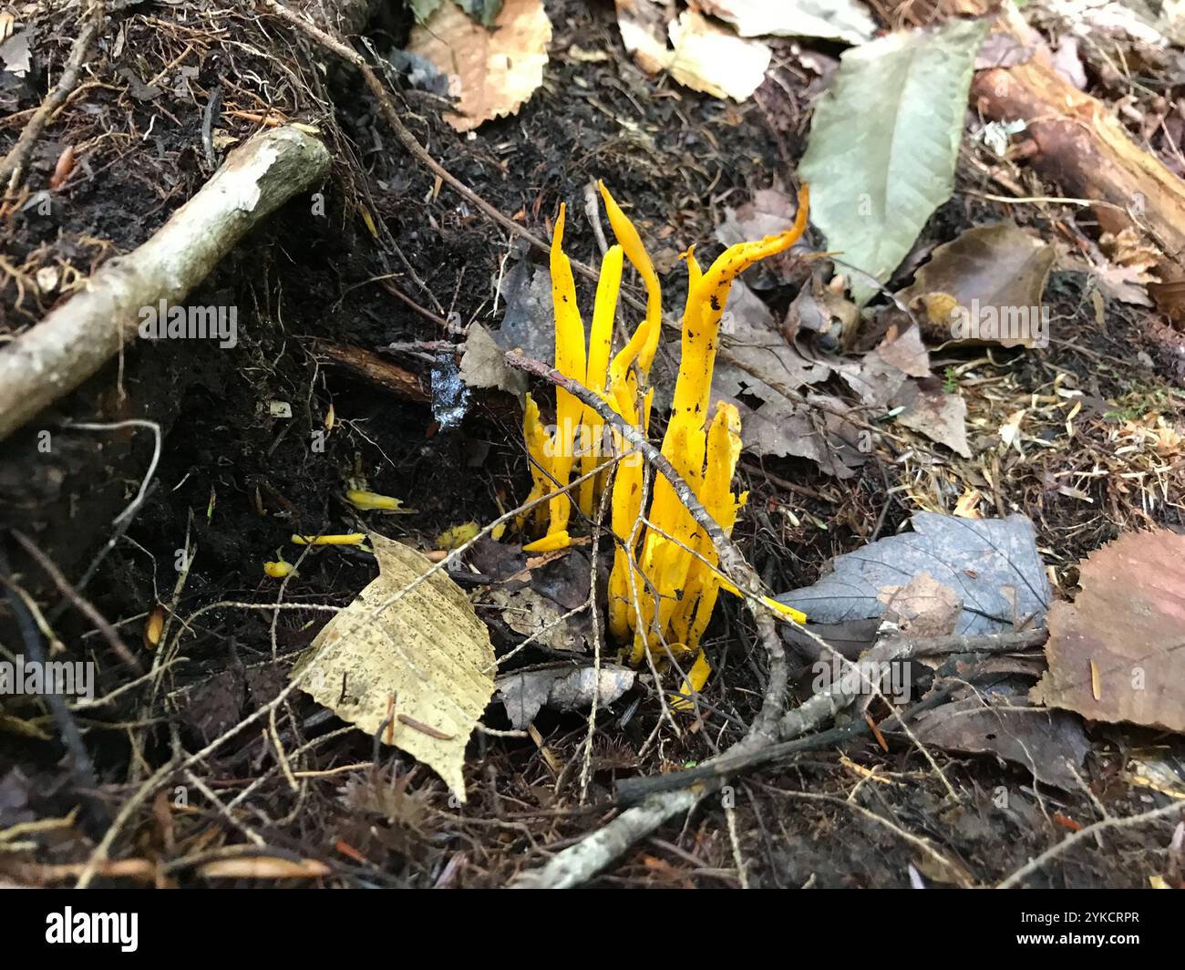 Golden Spindles (Clavulinopsis fusiformis Stock Photo - Alamy