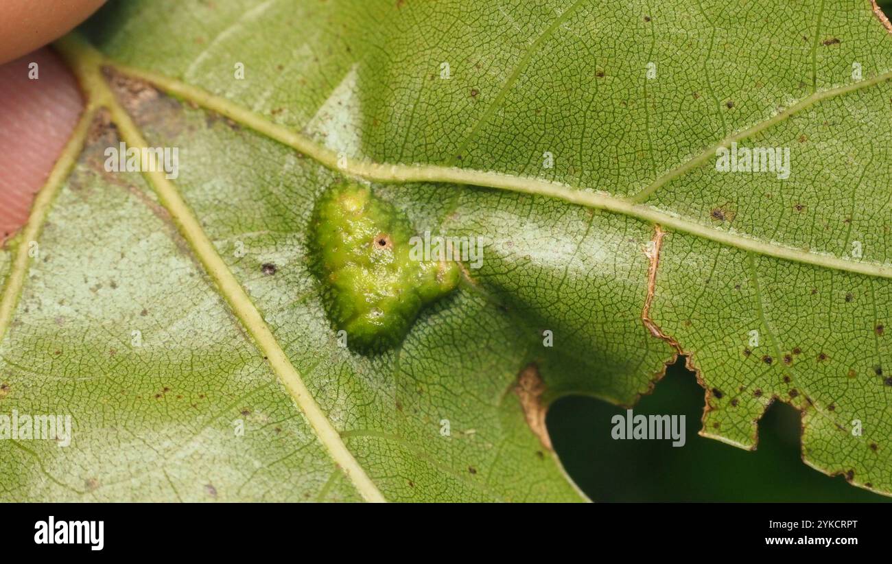 Honeycomb leaf gall wasp (Callirhytis favosa Stock Photo - Alamy
