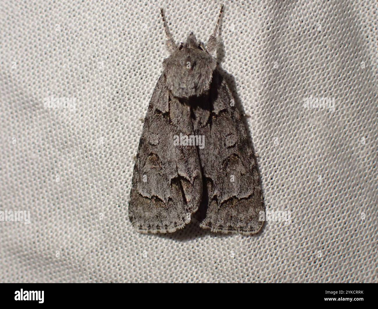 Gray Dagger (Acronicta grisea Stock Photo - Alamy
