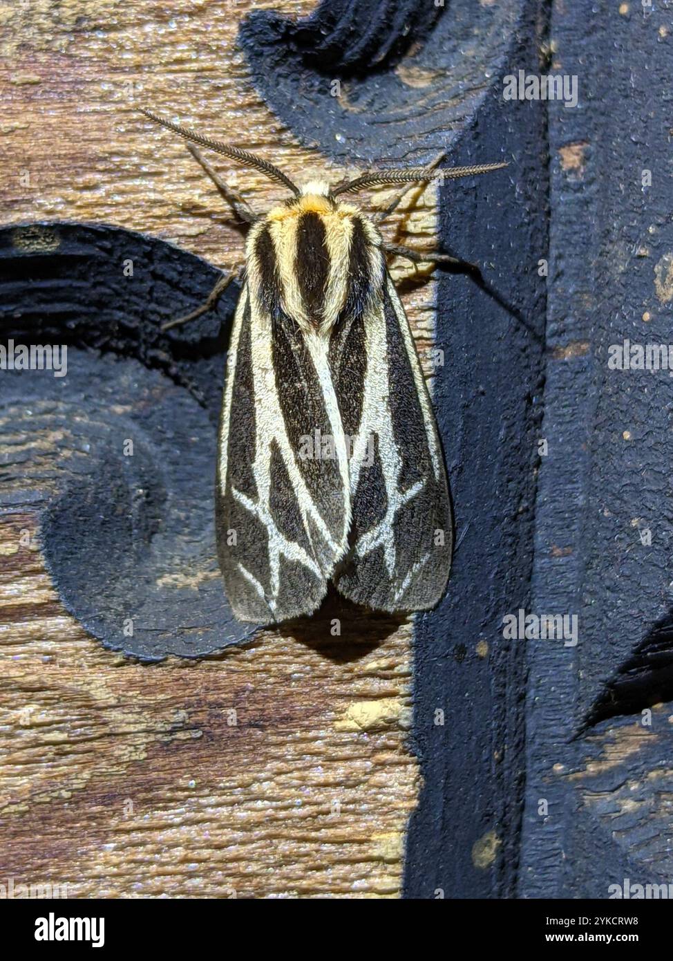 Harnessed Tiger Moth (Apantesis phalerata Stock Photo - Alamy