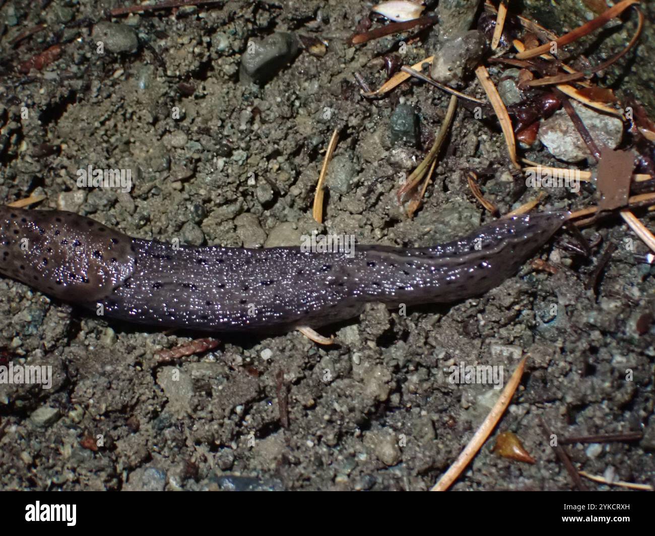 Leopard Slug (Limax maximus Stock Photo - Alamy