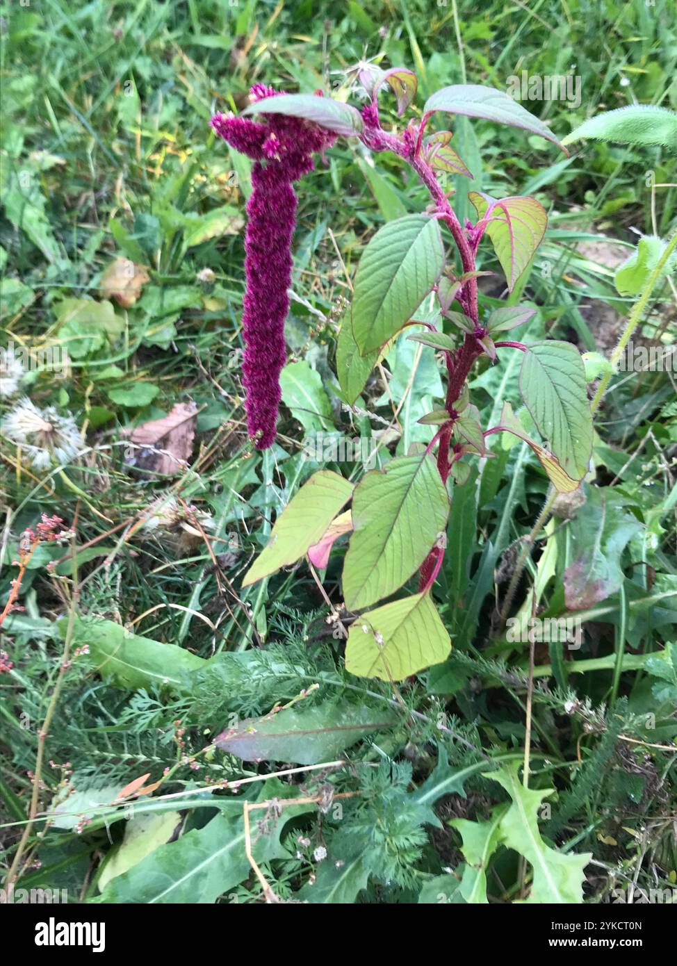 Love-lies-bleeding (Amaranthus caudatus Stock Photo - Alamy