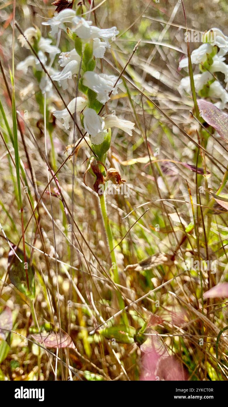 nodding ladies’ tresses (Spiranthes cernua Stock Photo - Alamy