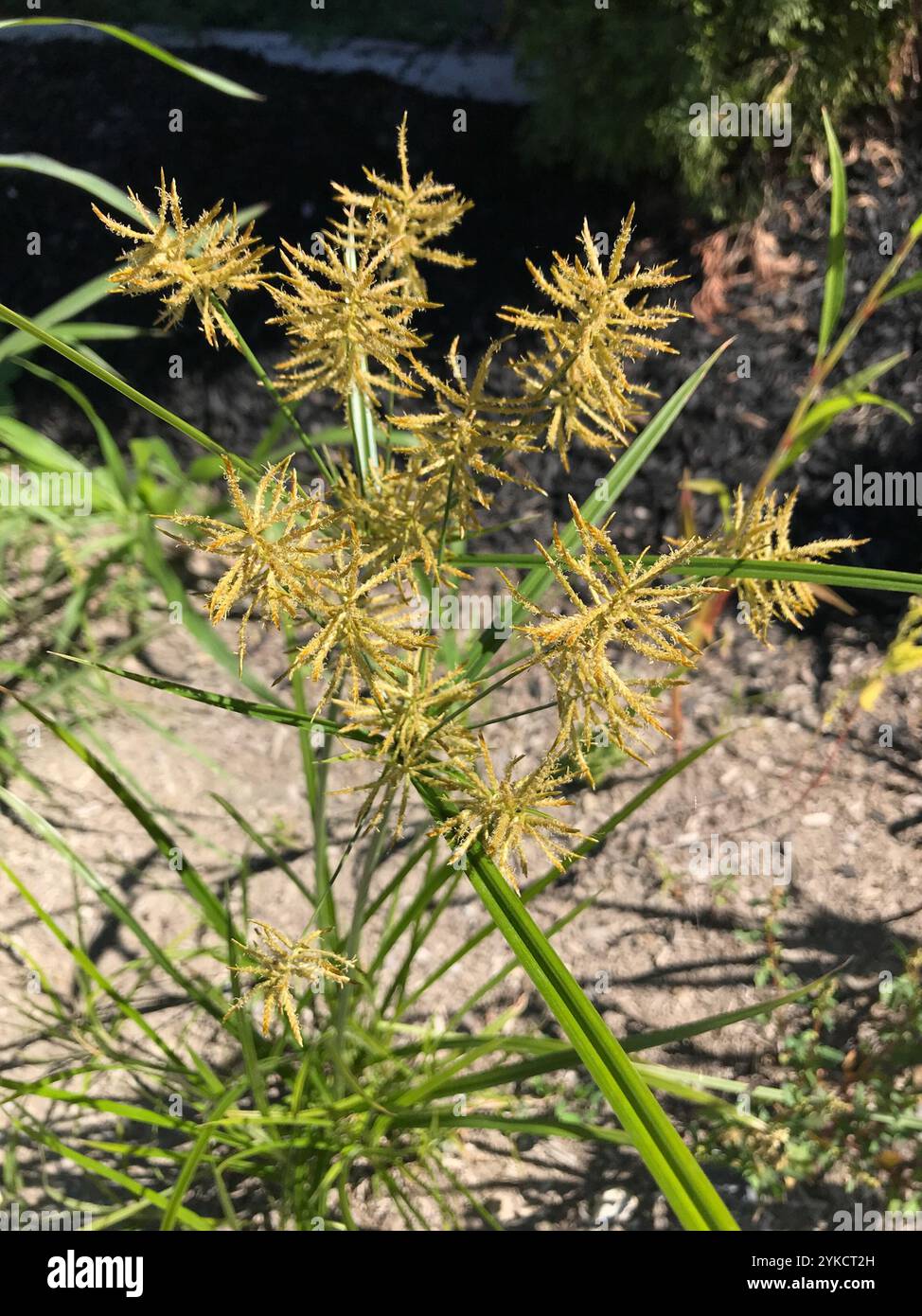 yellow nutsedge (Cyperus esculentus Stock Photo - Alamy