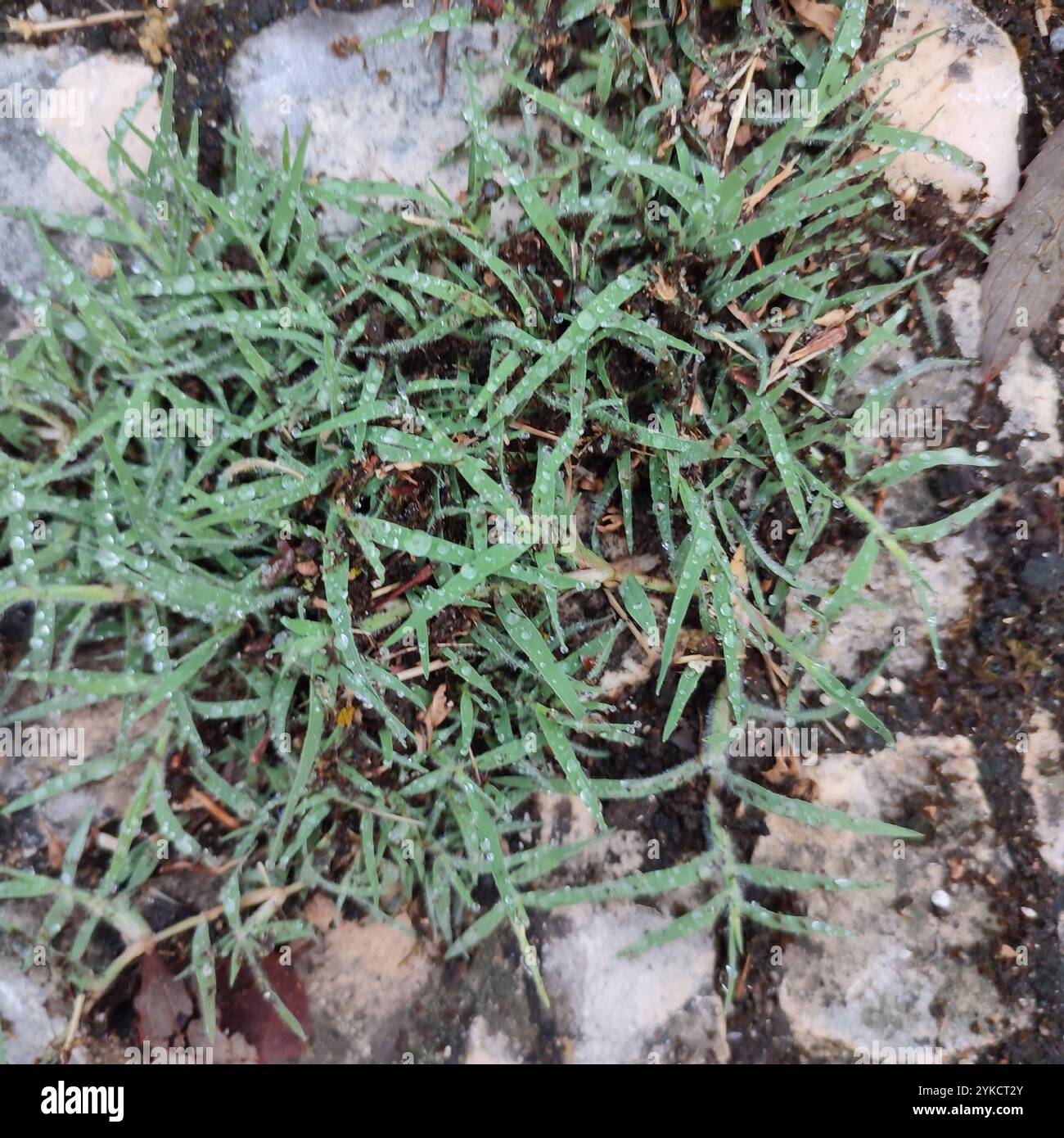 Bermuda grass (Cynodon dactylon Stock Photo - Alamy